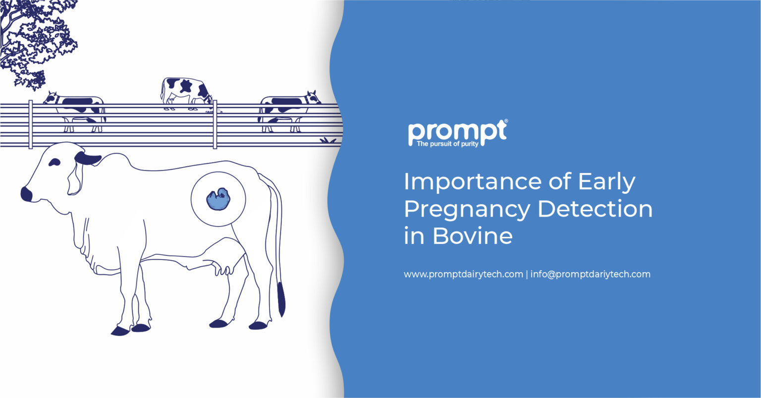 Importance of Early Pregnancy Detection in Bovine